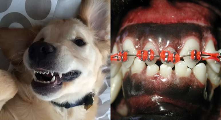 Cachorro Sorrindo Com Dentes